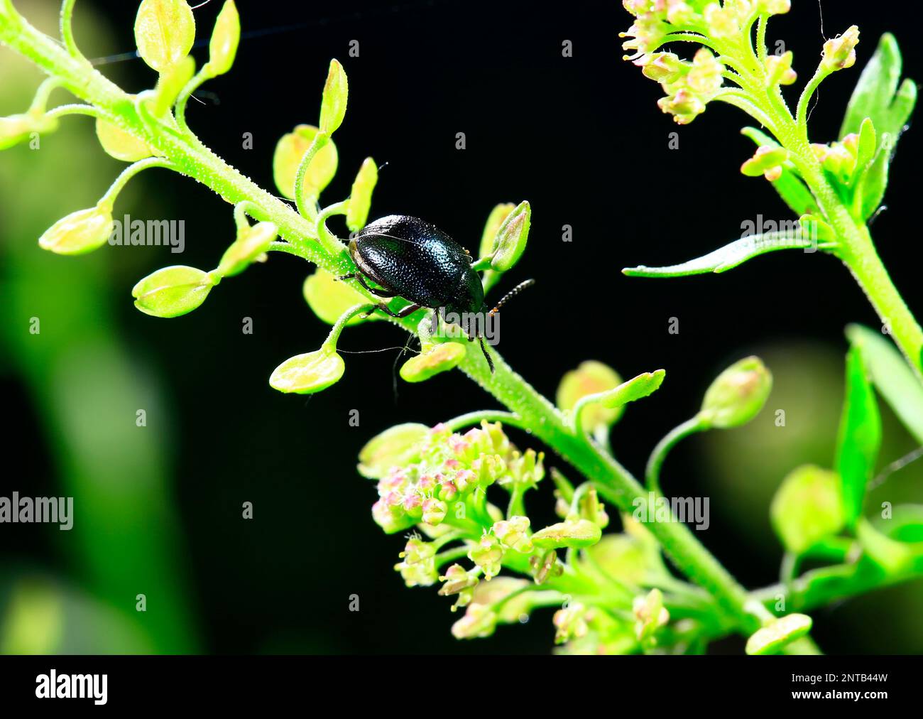 Sheet beetles hi-res stock photography and images - Alamy