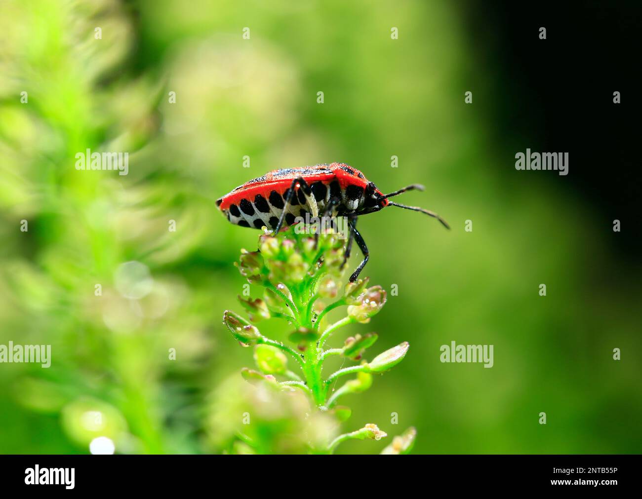 Bug families hi-res stock photography and images - Alamy