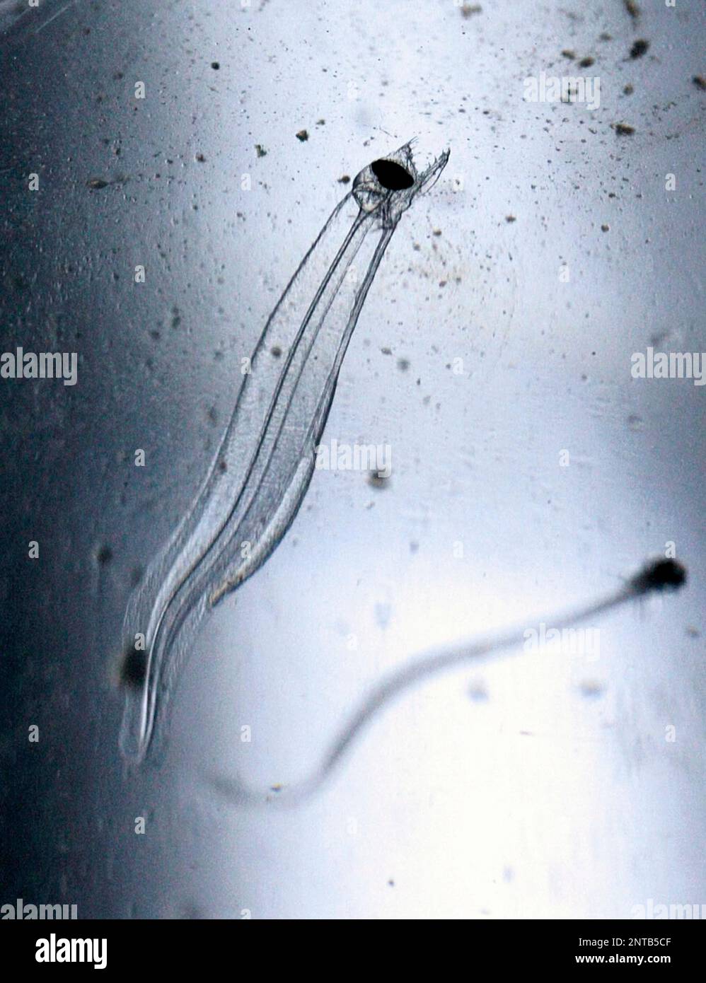 FILE: A photo shows complete aquaculture leptocephalus (young eel) at ...