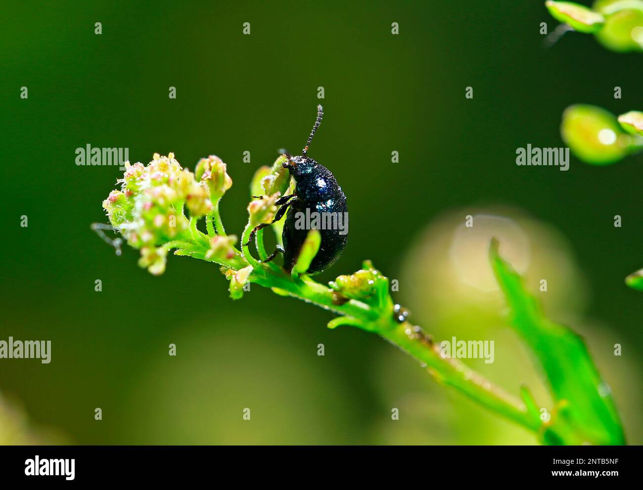 Beetles, taken in the wild Stock Photo - Alamy