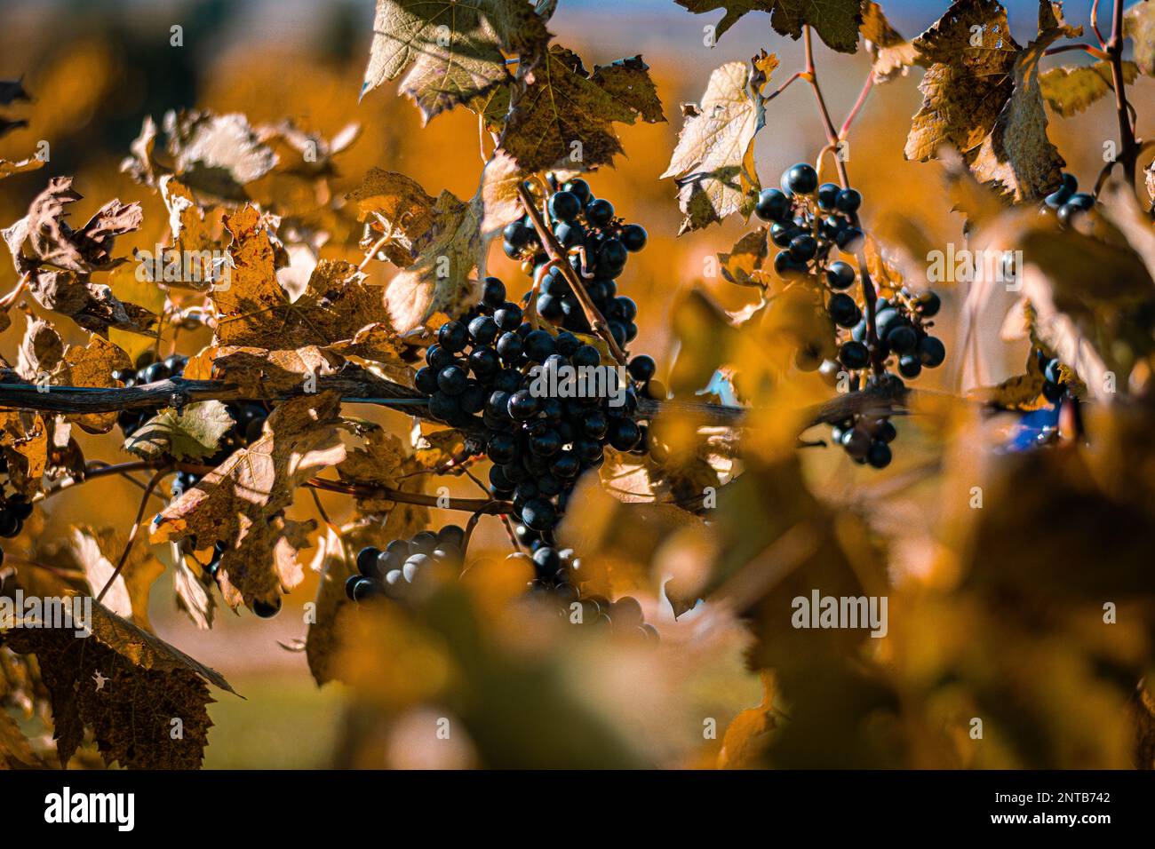 Autumn grapes hi-res stock photography and images - Alamy