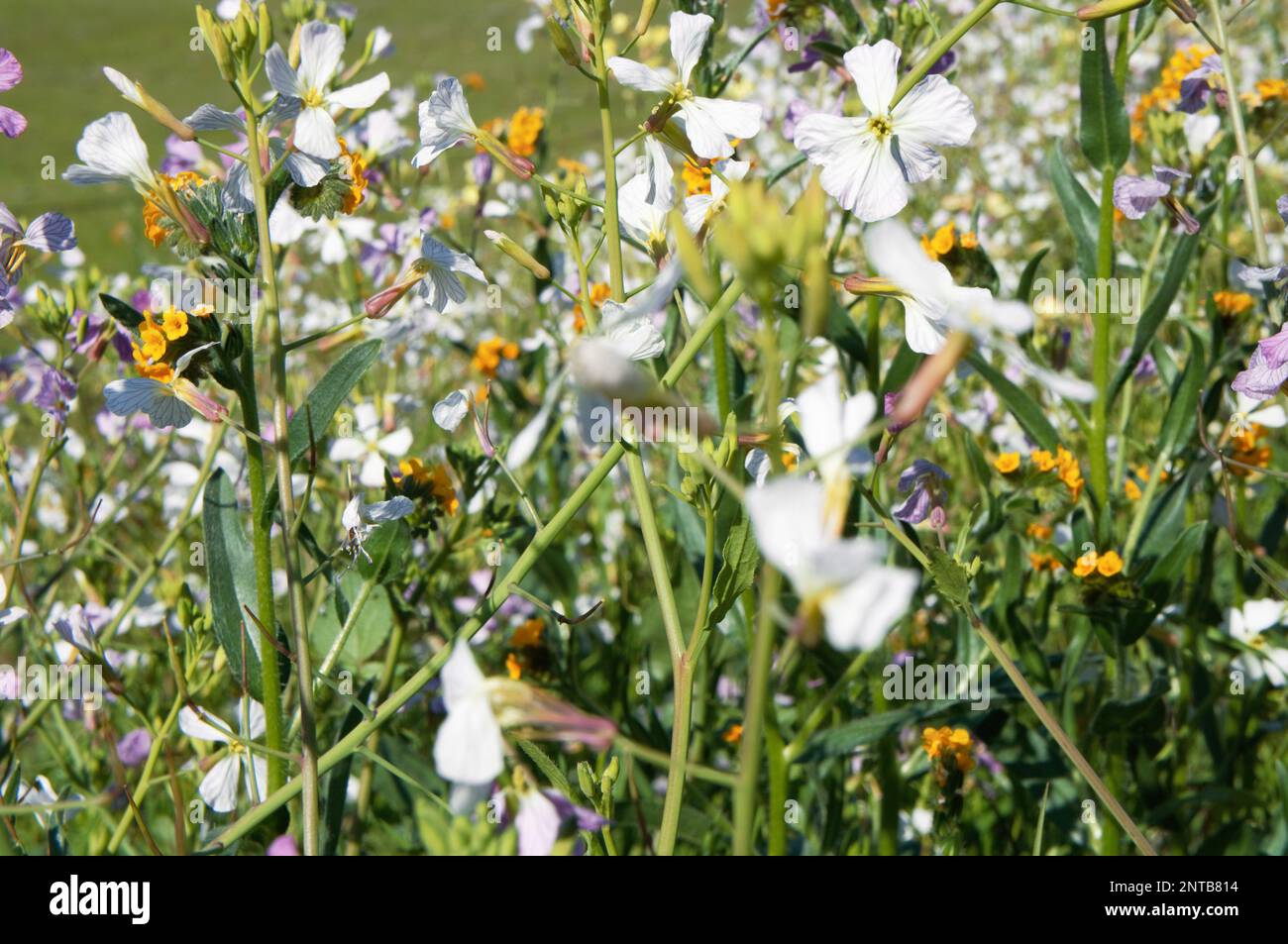 Spring flowers in Northern California Stock Photo - Alamy