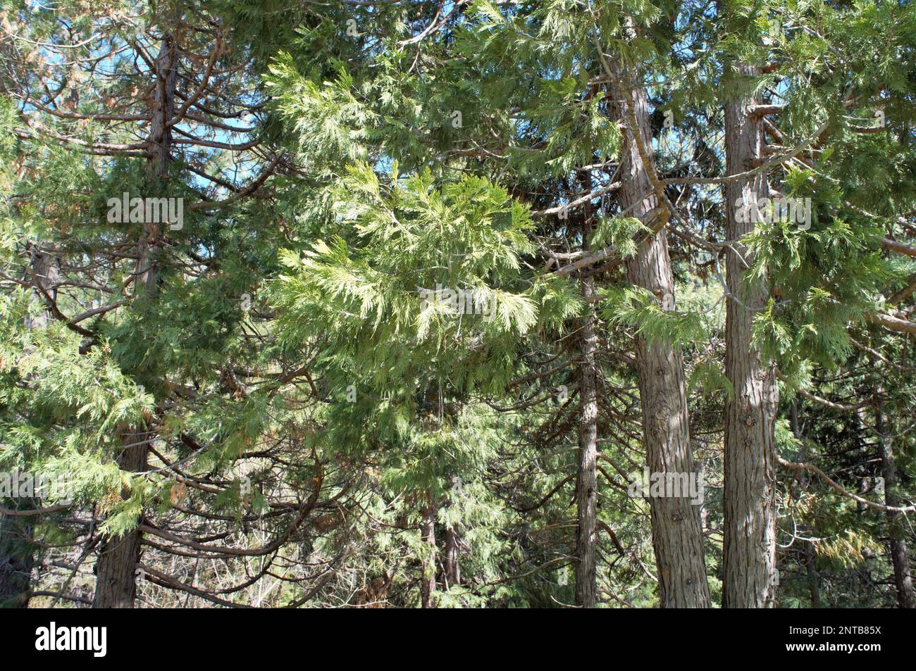 Look through trees hi-res stock photography and images - Alamy