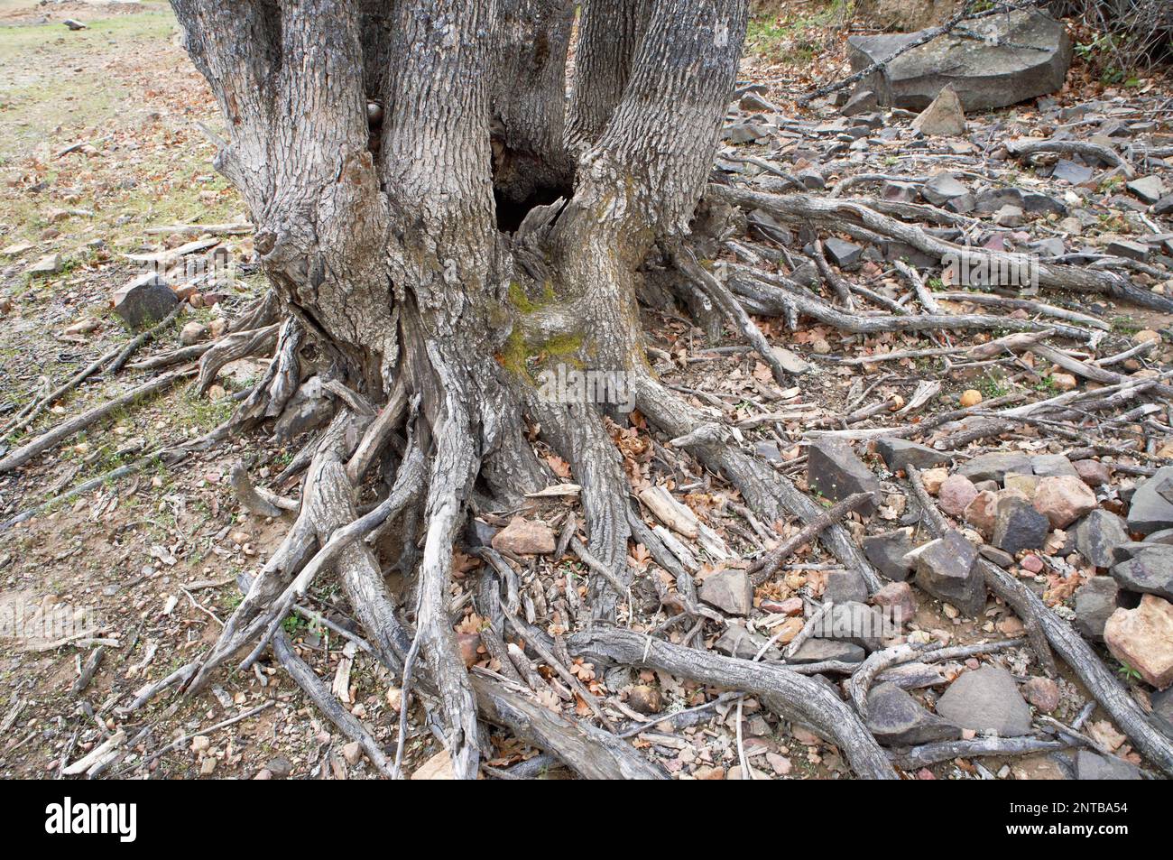 Sprawling root system Stock Photo - Alamy