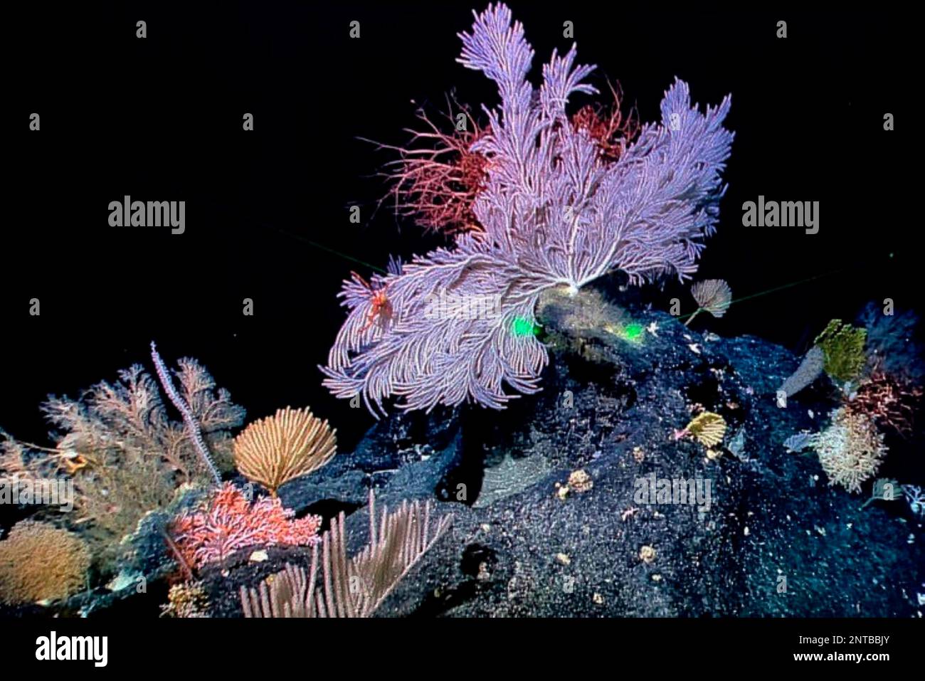 An image available on June 22 of a deepsea coral cluster captured by a ...