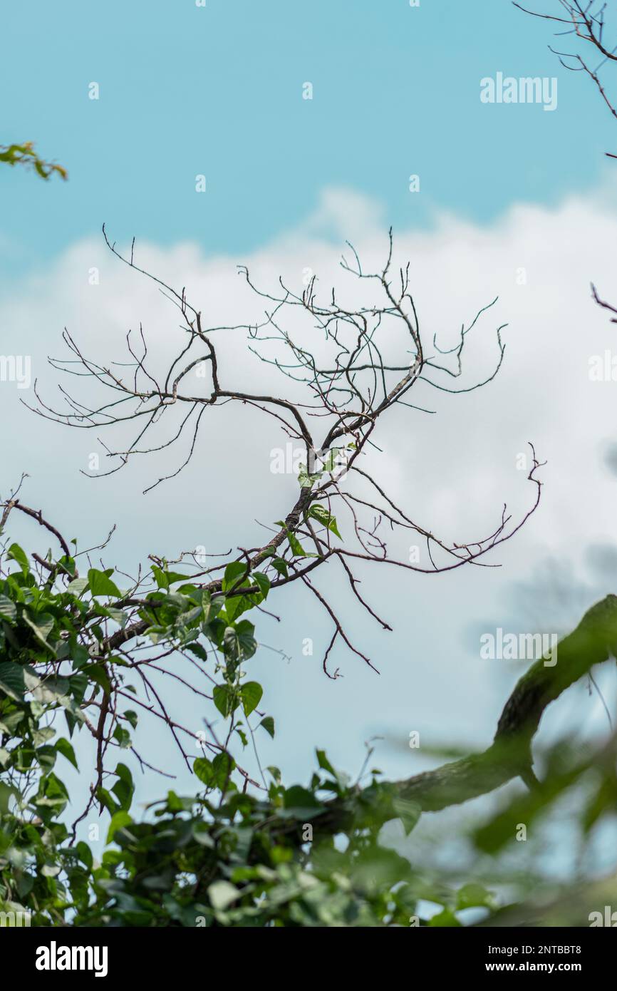 Old tree branches and the reflective sky nature photograph Stock Photo ...