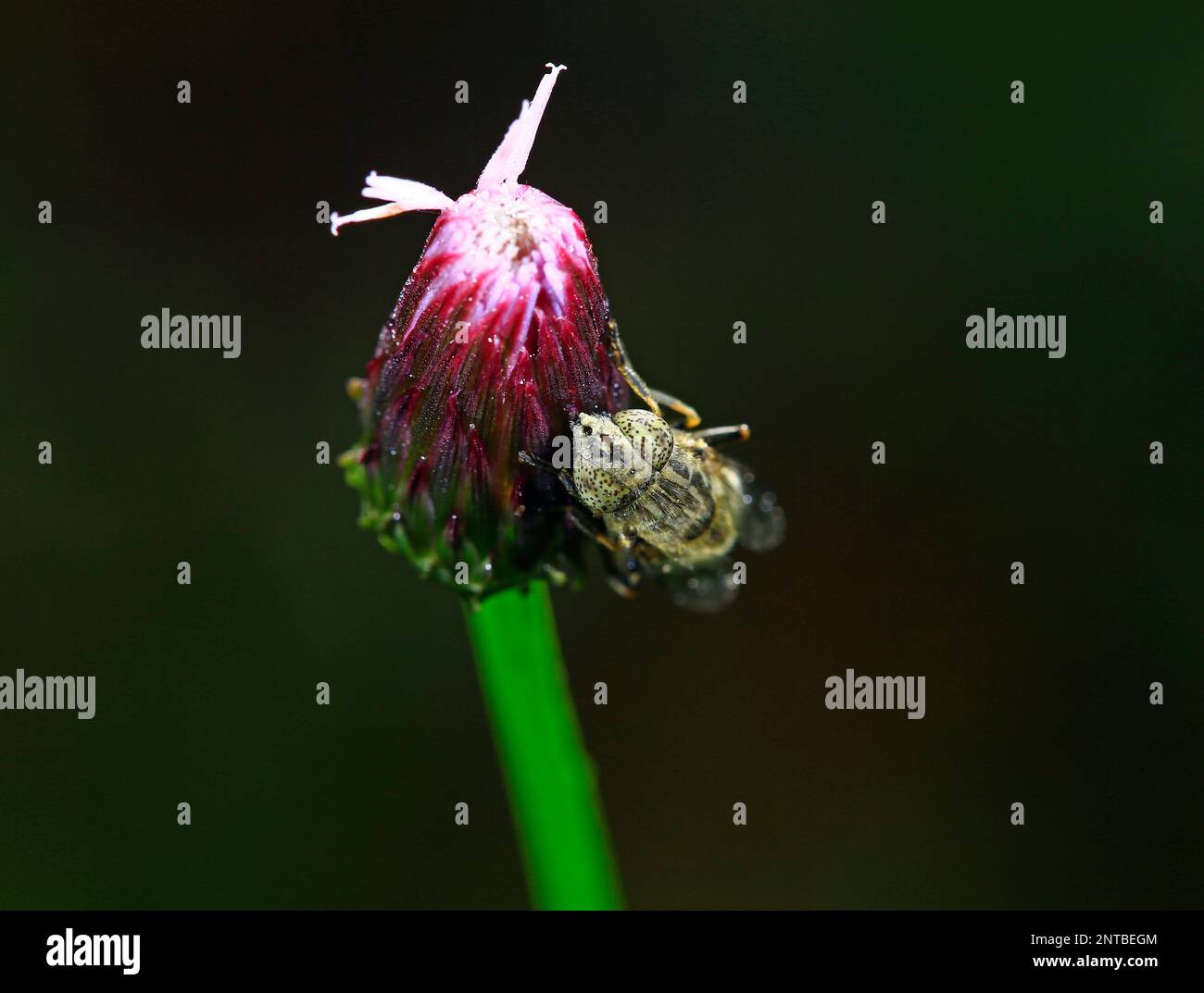 The gadfly, taken in the wild Stock Photo - Alamy