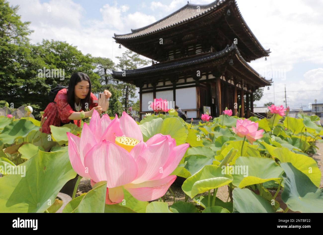 Lotus flowers are in full bloom at Kikouji Temple in Nara, Nara ...