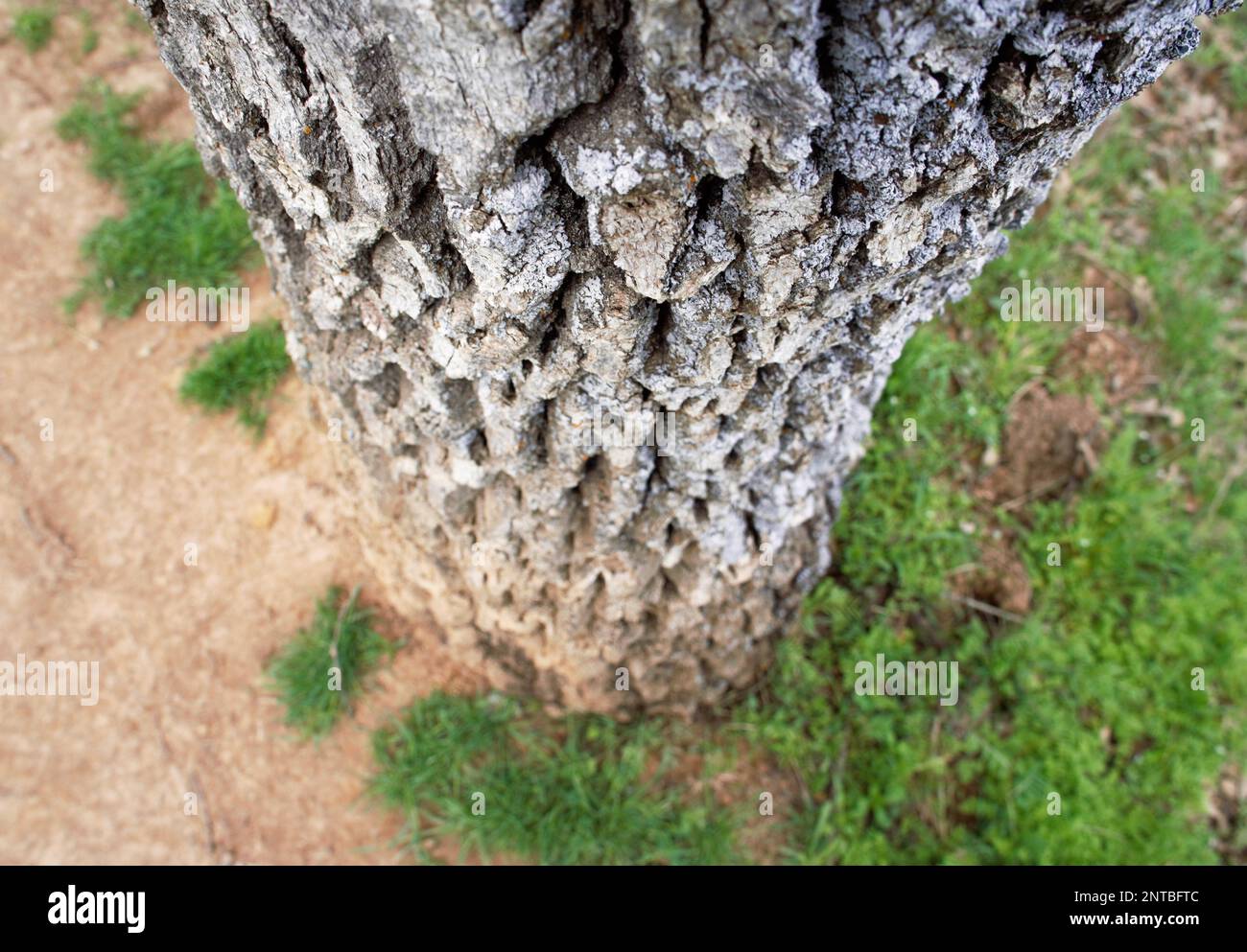 Live tree hi-res stock photography and images - Alamy