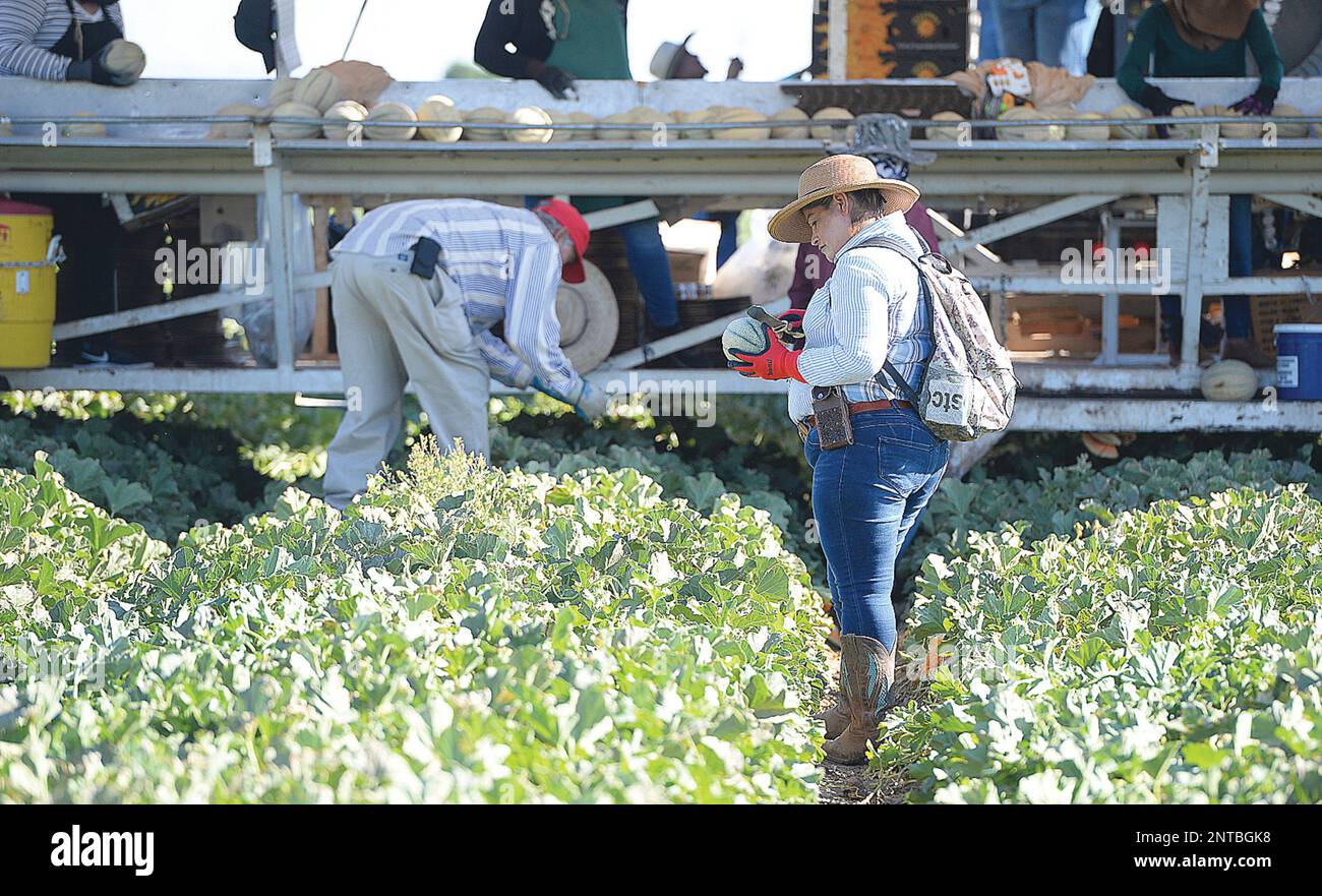 Rosie Gonzalez, a quality control inspector with Dulcinea Farms, checks ...