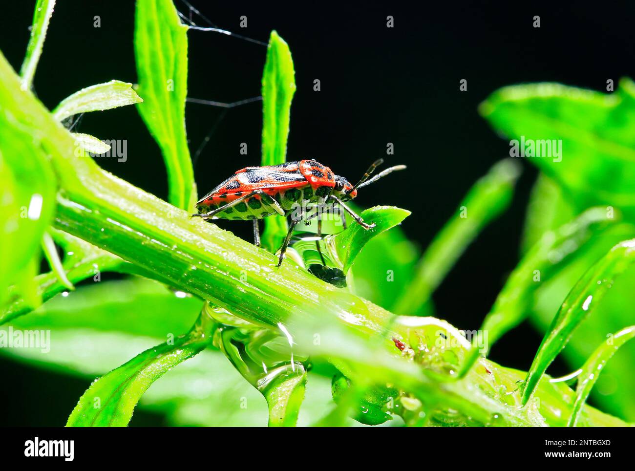 Bugs families and insects Stock Photo - Alamy