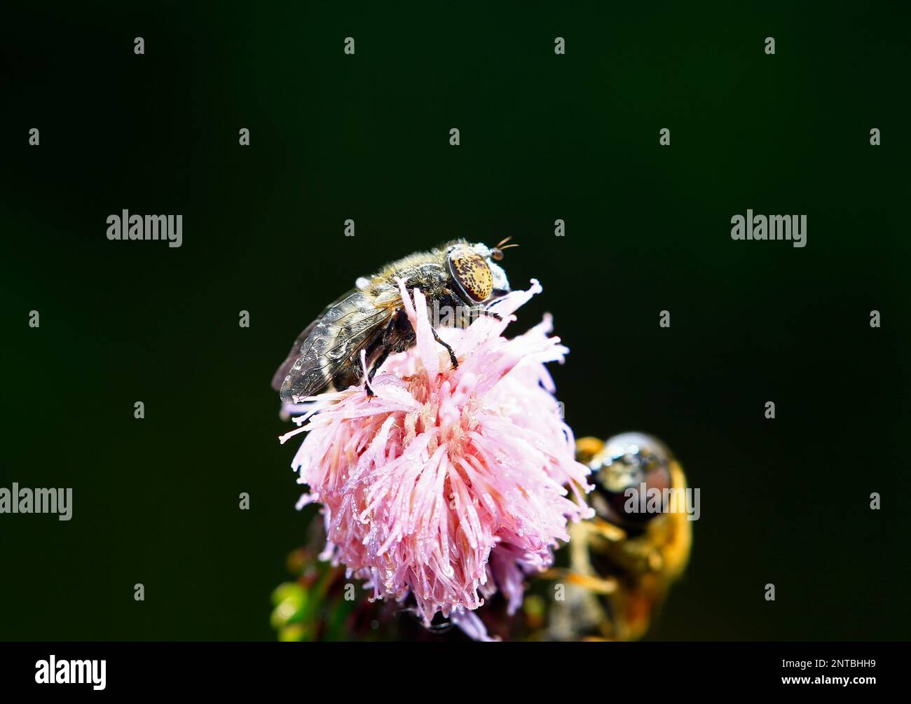 The gadfly, taken in the wild Stock Photo - Alamy