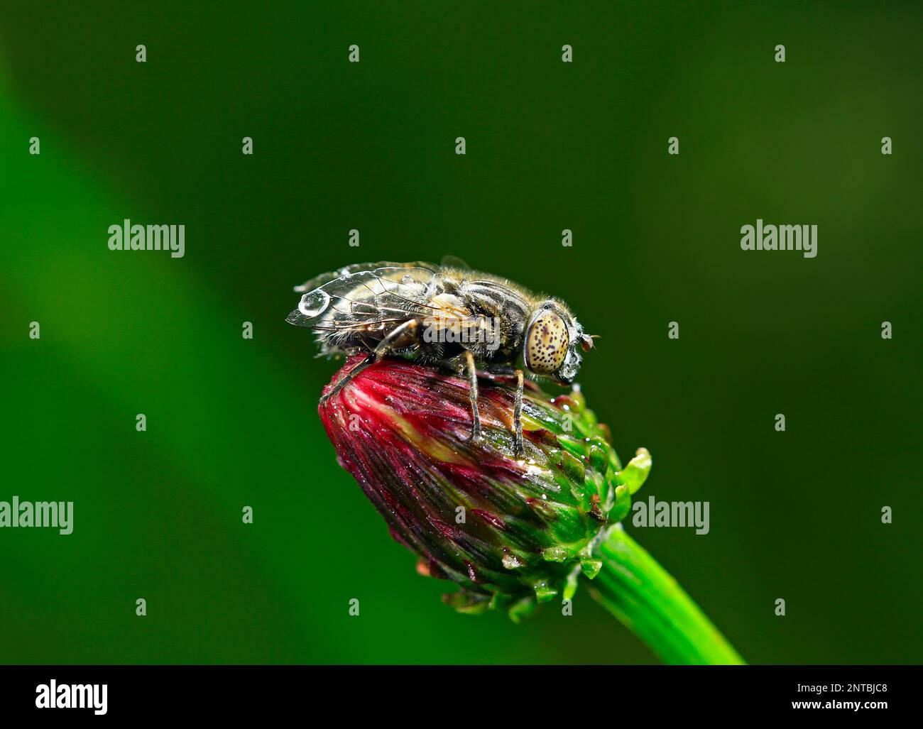 The gadfly, taken in the wild Stock Photo - Alamy