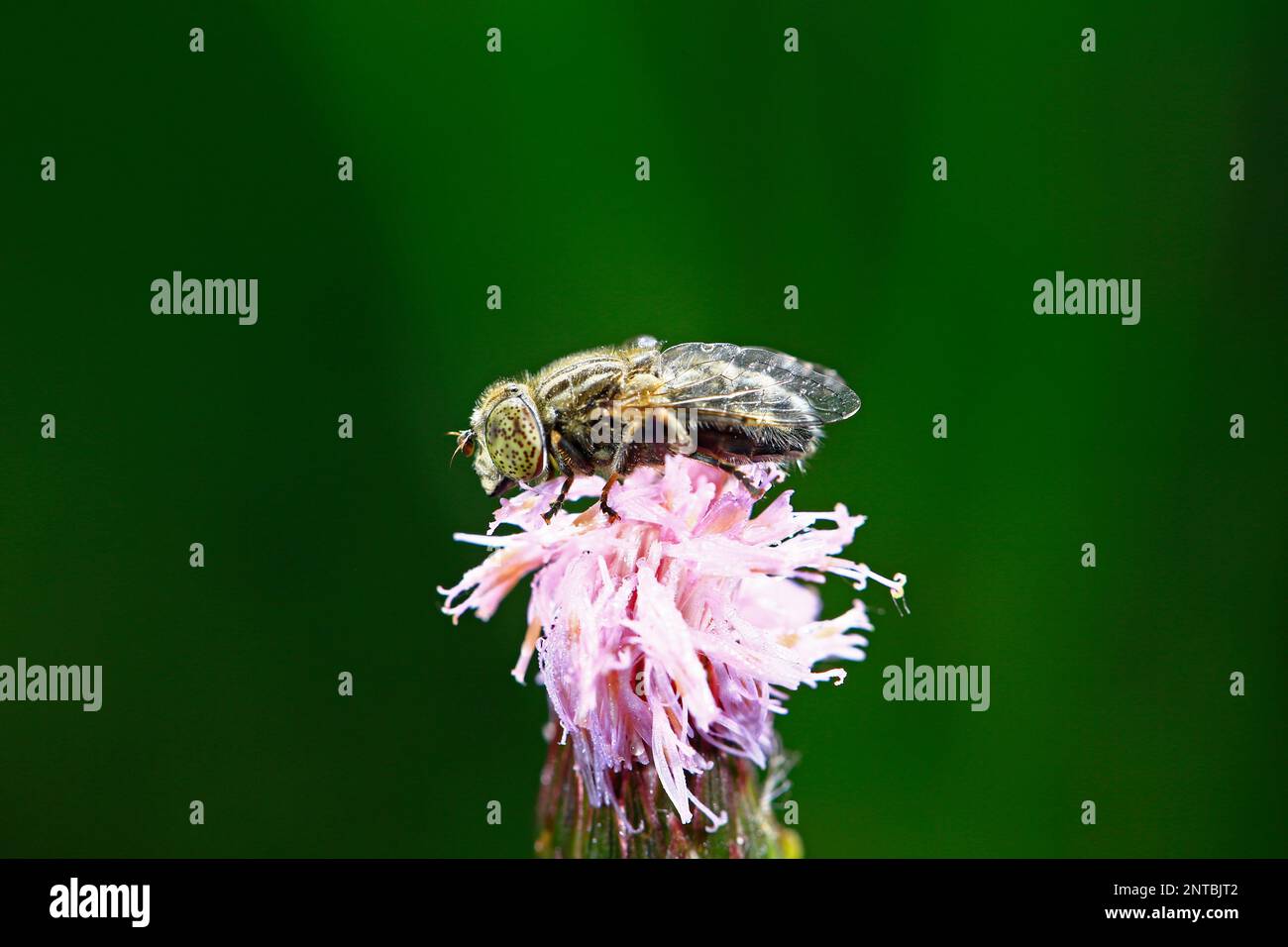 The gadfly, taken in the wild Stock Photo - Alamy