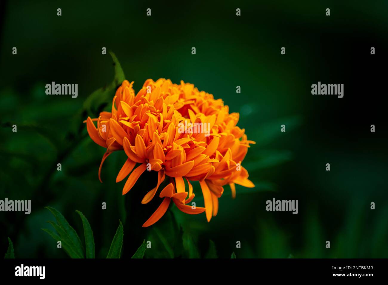 Nature's delicate masterpiece, blossoming with grace and enchanting the ...