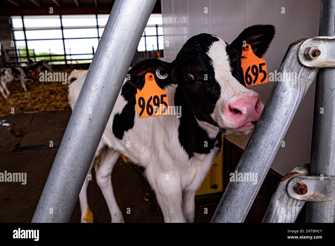 In this June 3, 2019 photo, a baby cow with an RFID tag on the inside ...