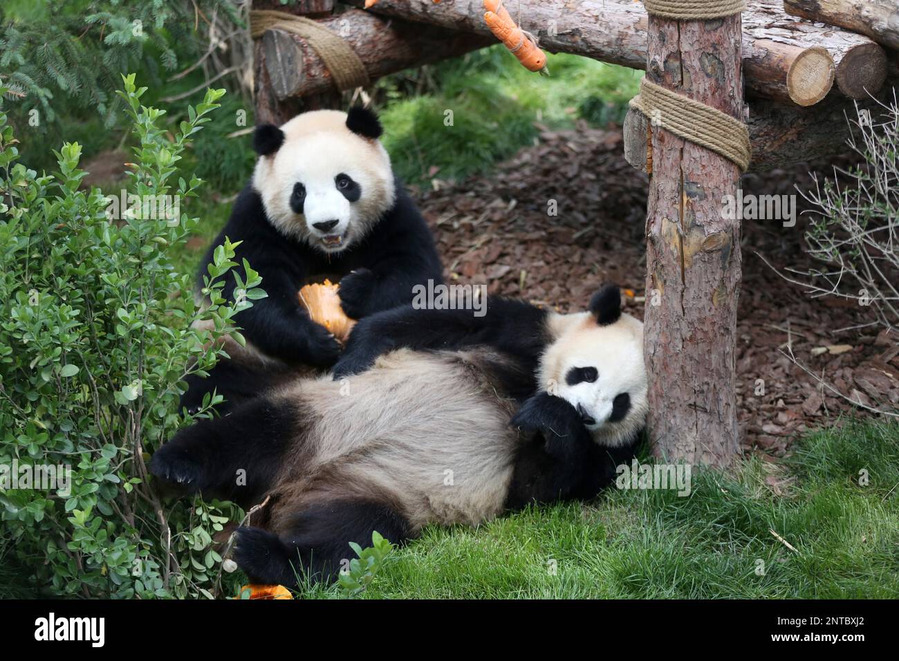 Four pandas moves to Qinghai-Tibet Plateau in Xining,Qinghai,China on ...