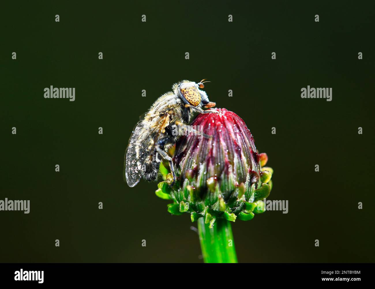 Gadflies bite hi-res stock photography and images - Alamy