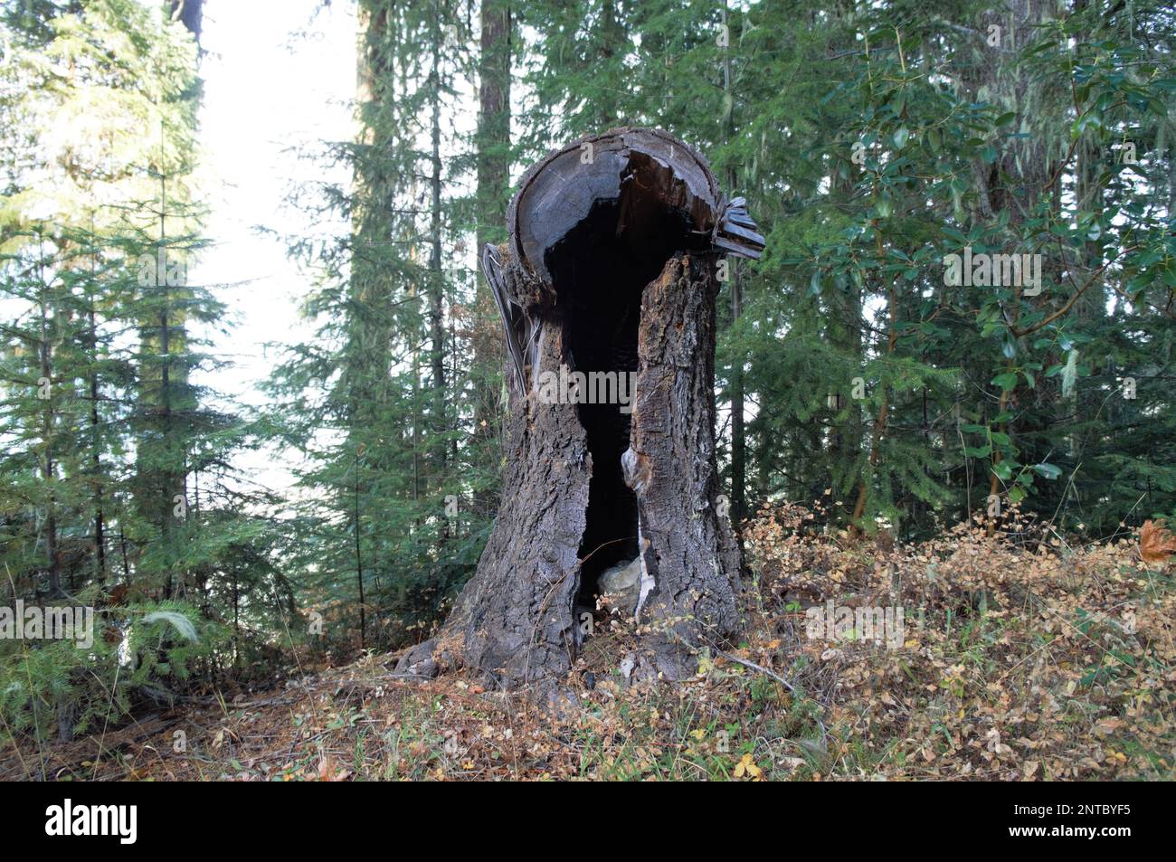 Hollowed out trunk Stock Photo - Alamy