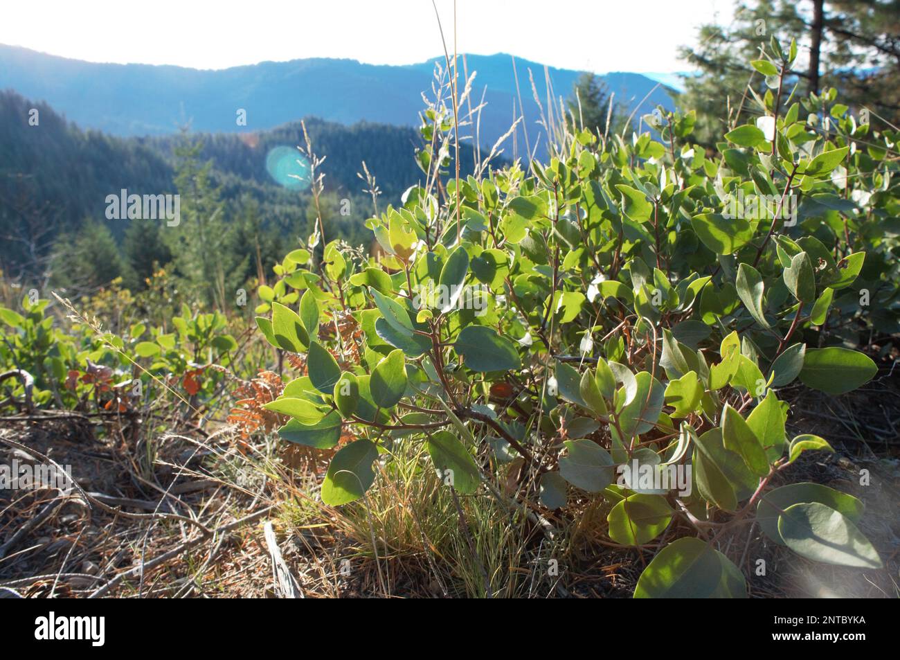 Roadside shrubbery hi-res stock photography and images - Alamy