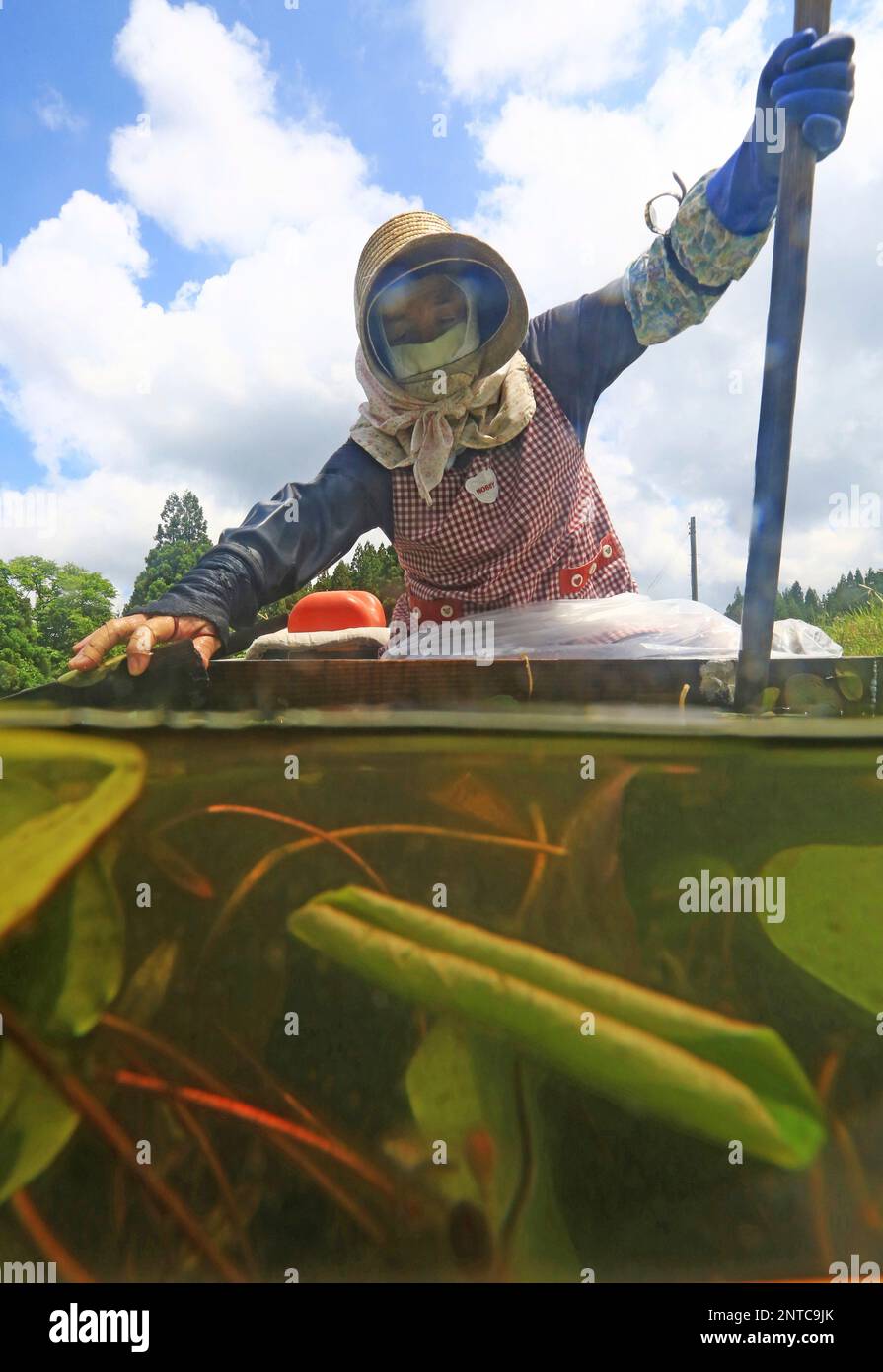 A farmer gathers water shield (brasenia schreberi, junsai in Japanese ...
