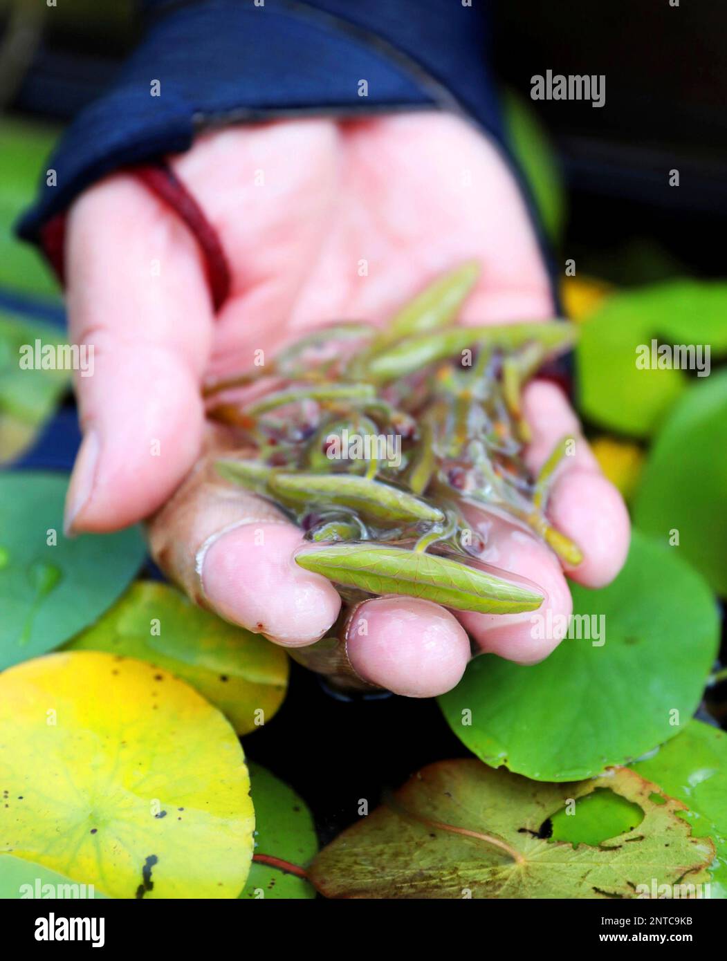 A photo shows water shield (brasenia schreberi, junsai in Japanese ...