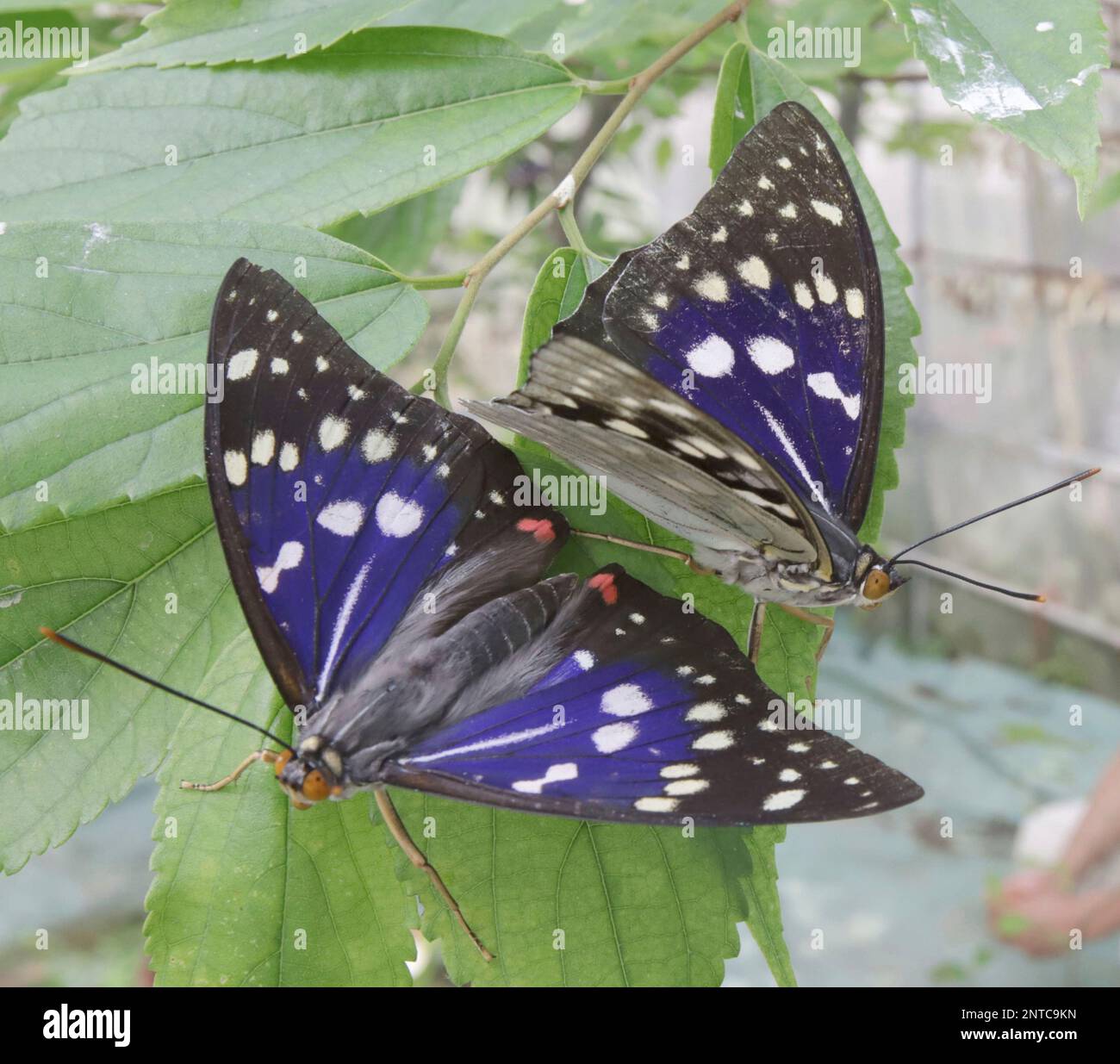 Japanese national butterflies, Giant purple, are pictured at Kashihara ...