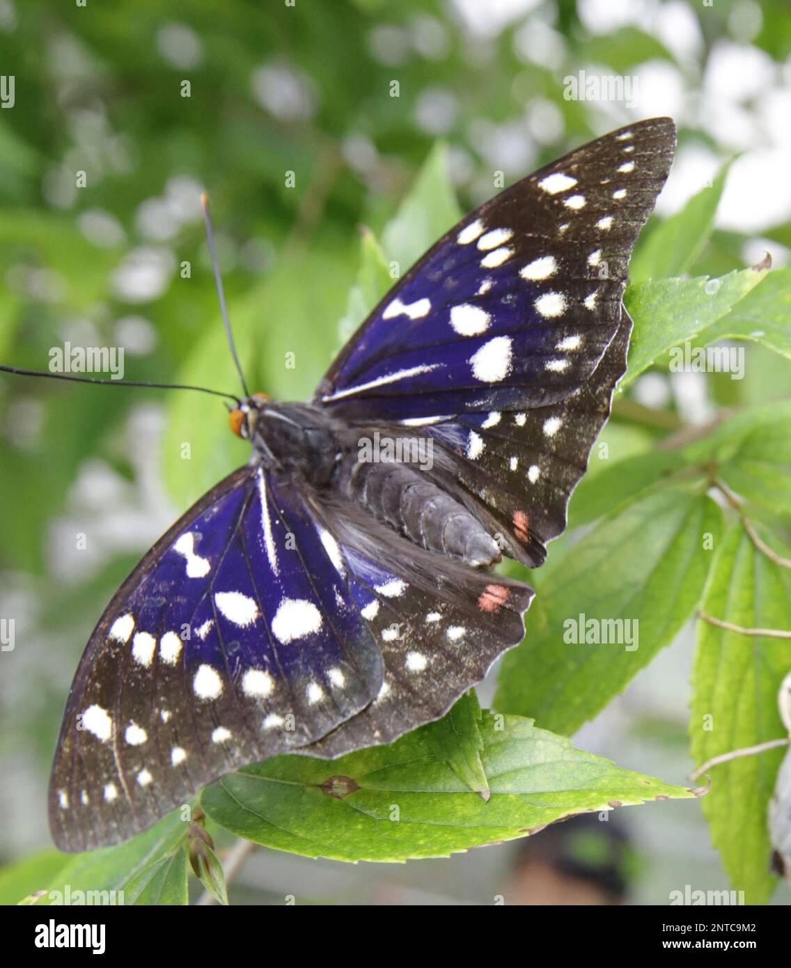 Japanese national butterflies, Giant purple, are pictured at Kashihara ...