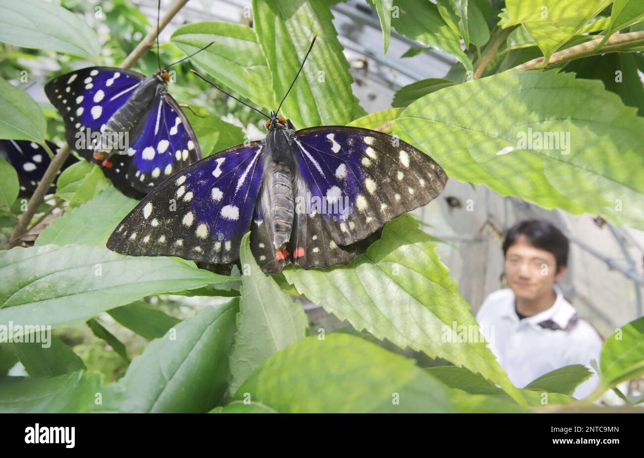 Japanese national butterflies, Giant purple, are pictured at Kashihara ...