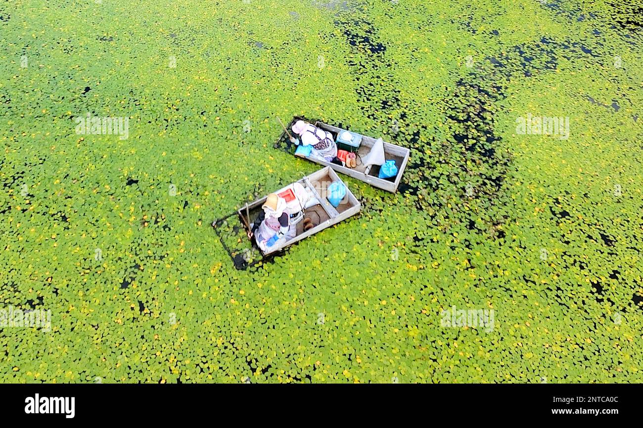 Farmers gather water shield (brasenia schreberi, junsai in Japanese) at ...