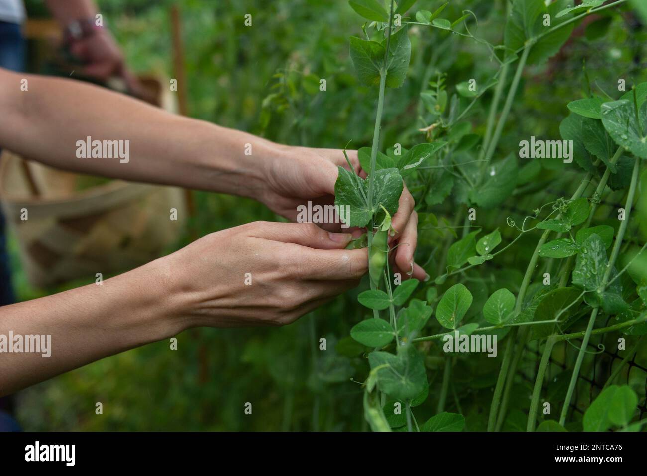Ashley Bledsoe, clinical director for the Southwestern Regional Day ...