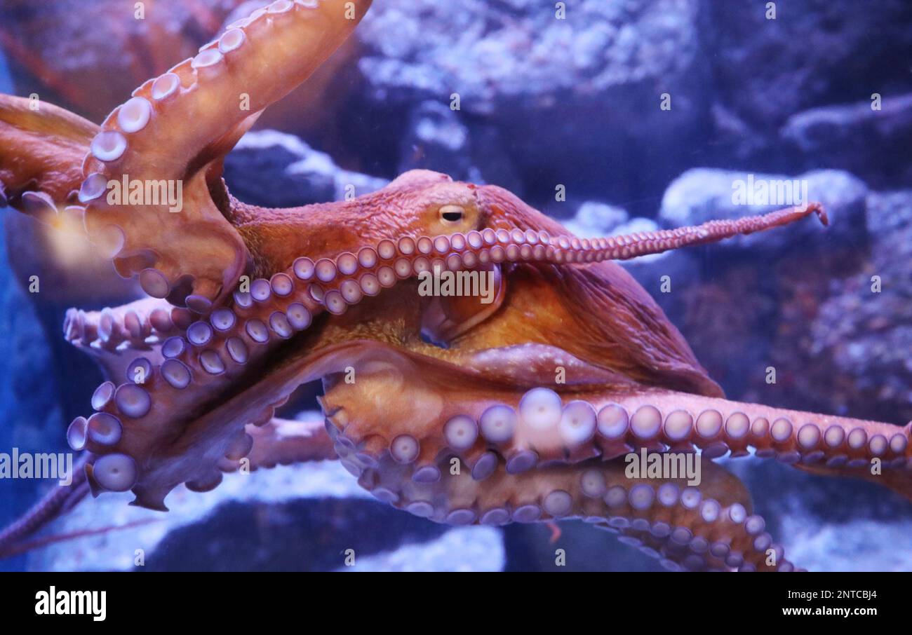 Largest Octopus In The World