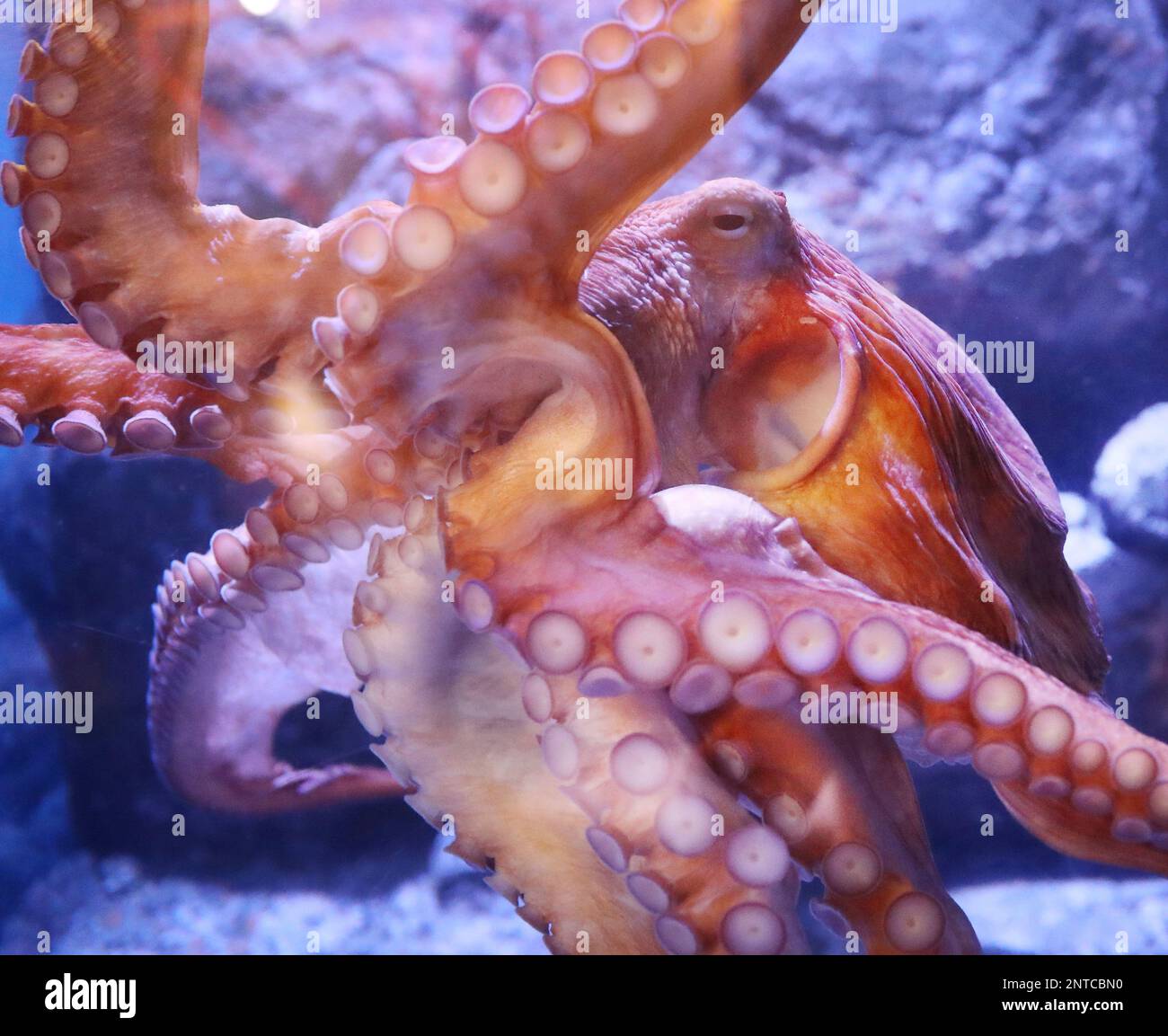 Largest Giant Octopus