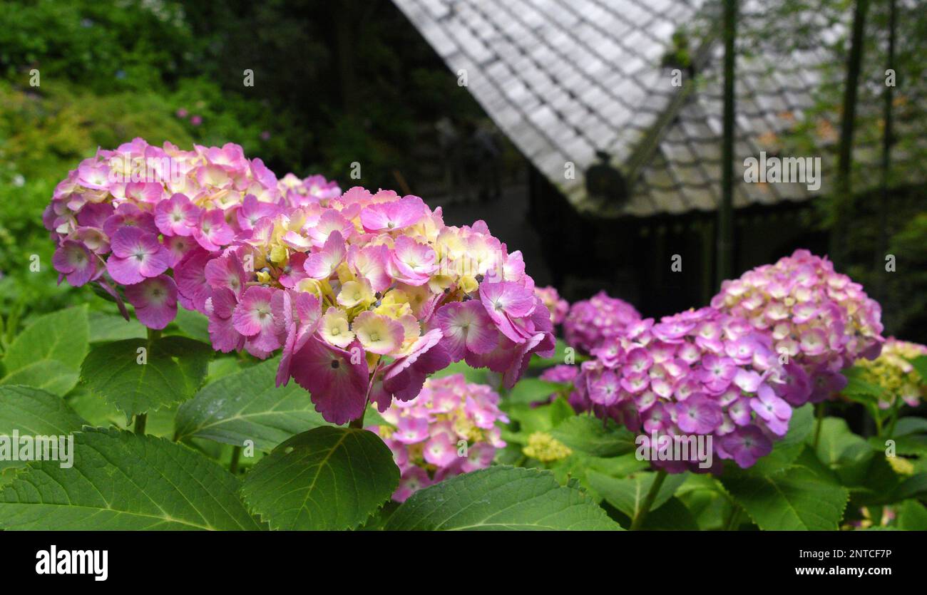 Hydrangea is full bloom at Hase-dera (the Buddhist temple) in Kamakura ...