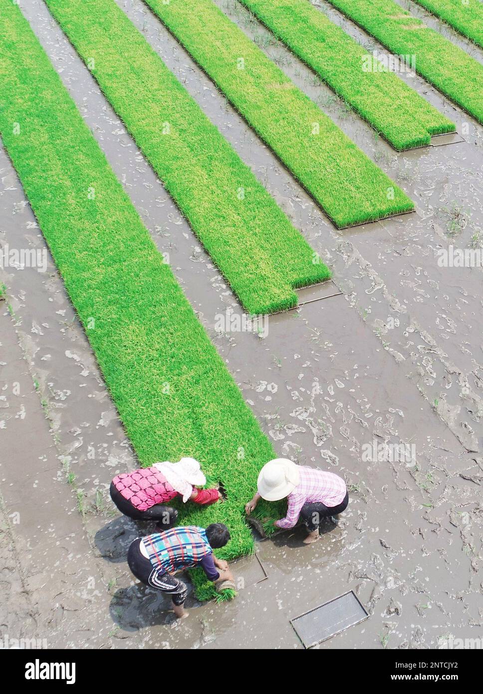 Farmers pull up rice seedlings for transfer in a nursery in Hai'an in ...