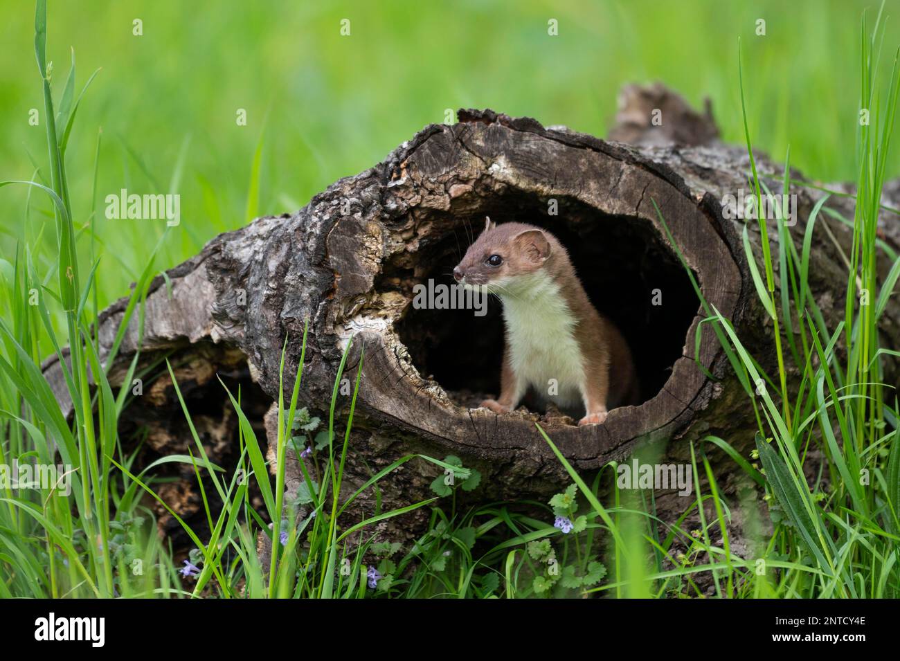 Stoat (Mustela erminea), looking out of a hollow tree trunk, captive ...