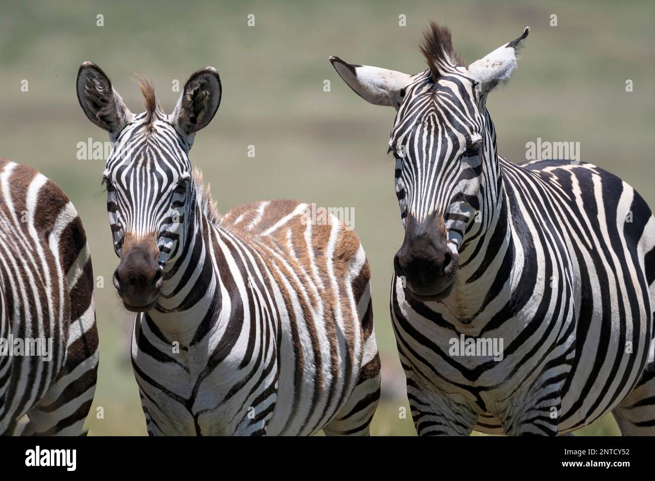 Plains zebra (Equus quagga) or horse zebra, mare and foal, animal ...
