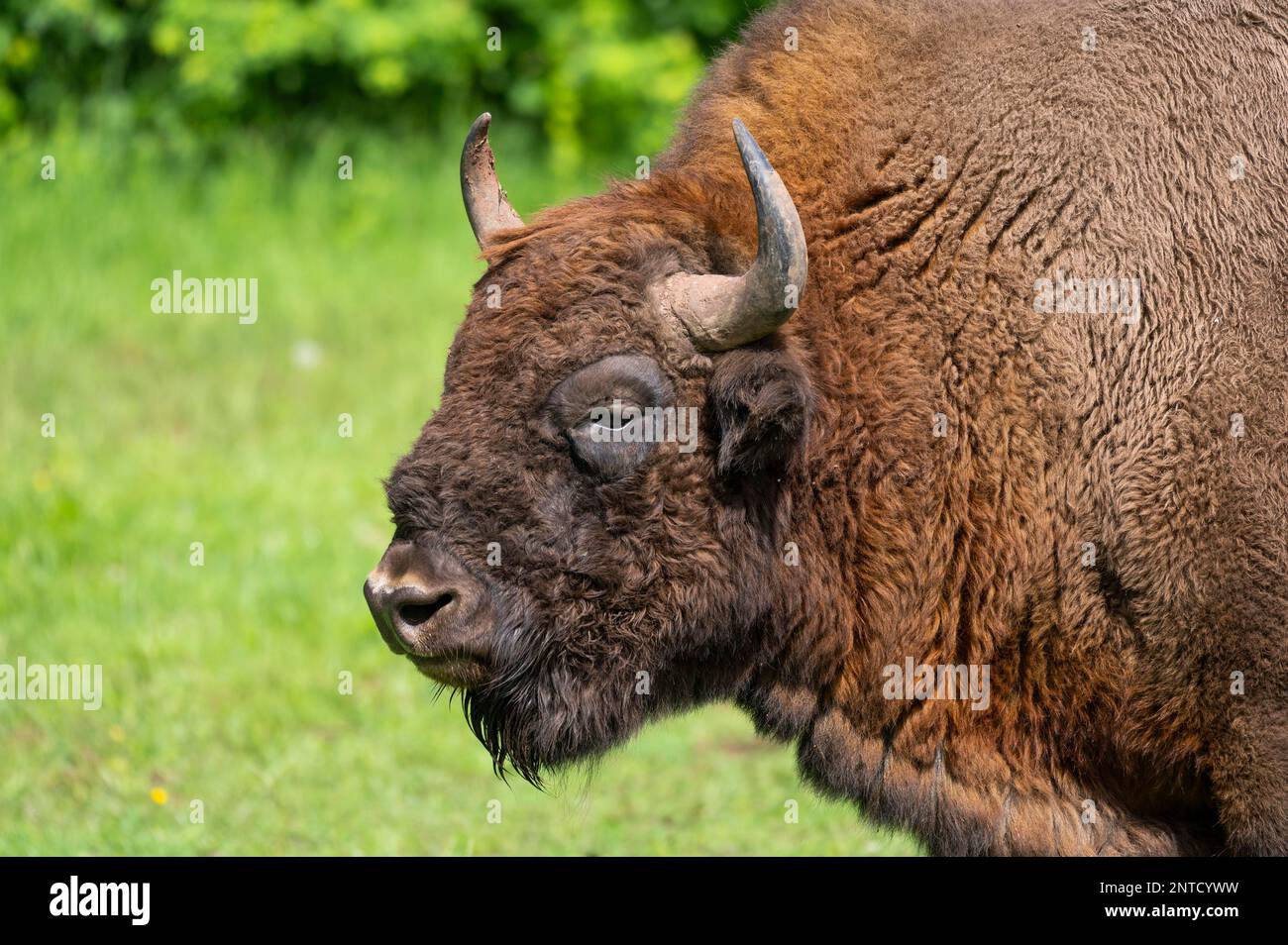 Bison, European bison (Bison bonasus), bull, portrait, captive, Bavaria ...