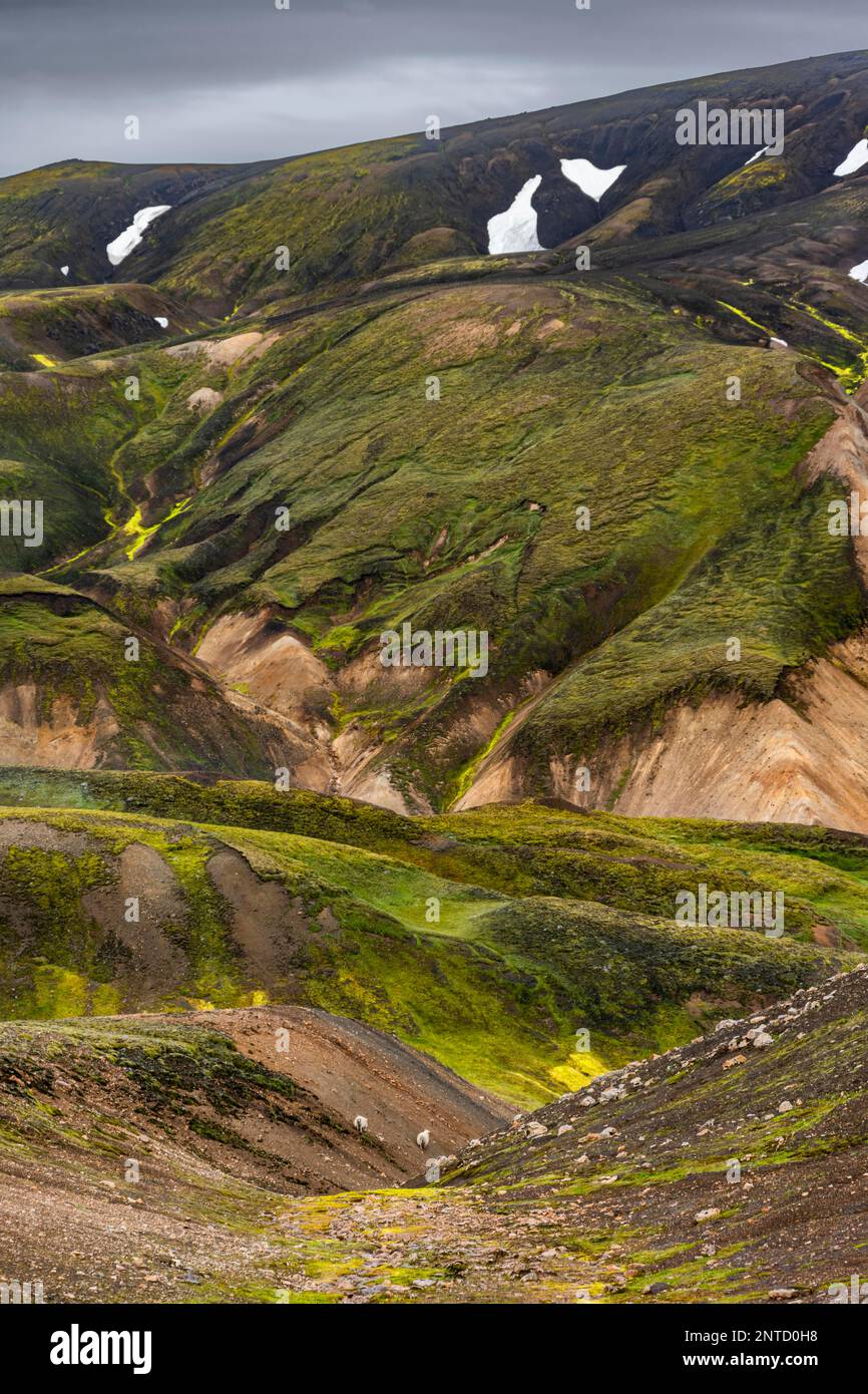 Colourful moss-covered rhyolite mountains, volcanic landscape, erosion ...