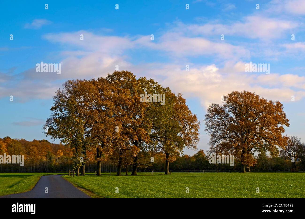Agricultural landscape in muensterland hi-res stock photography and ...