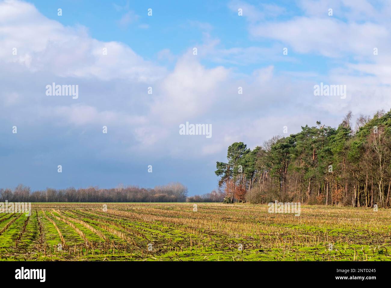 Harvested corn field in winter hi-res stock photography and images - Alamy