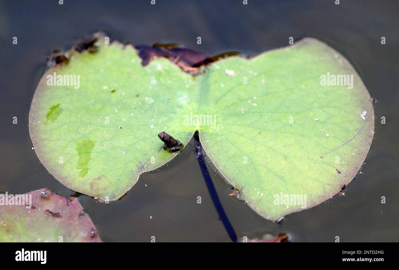 This May 21, 2019 photo shows three Gulf Coast toads sitting on top of ...