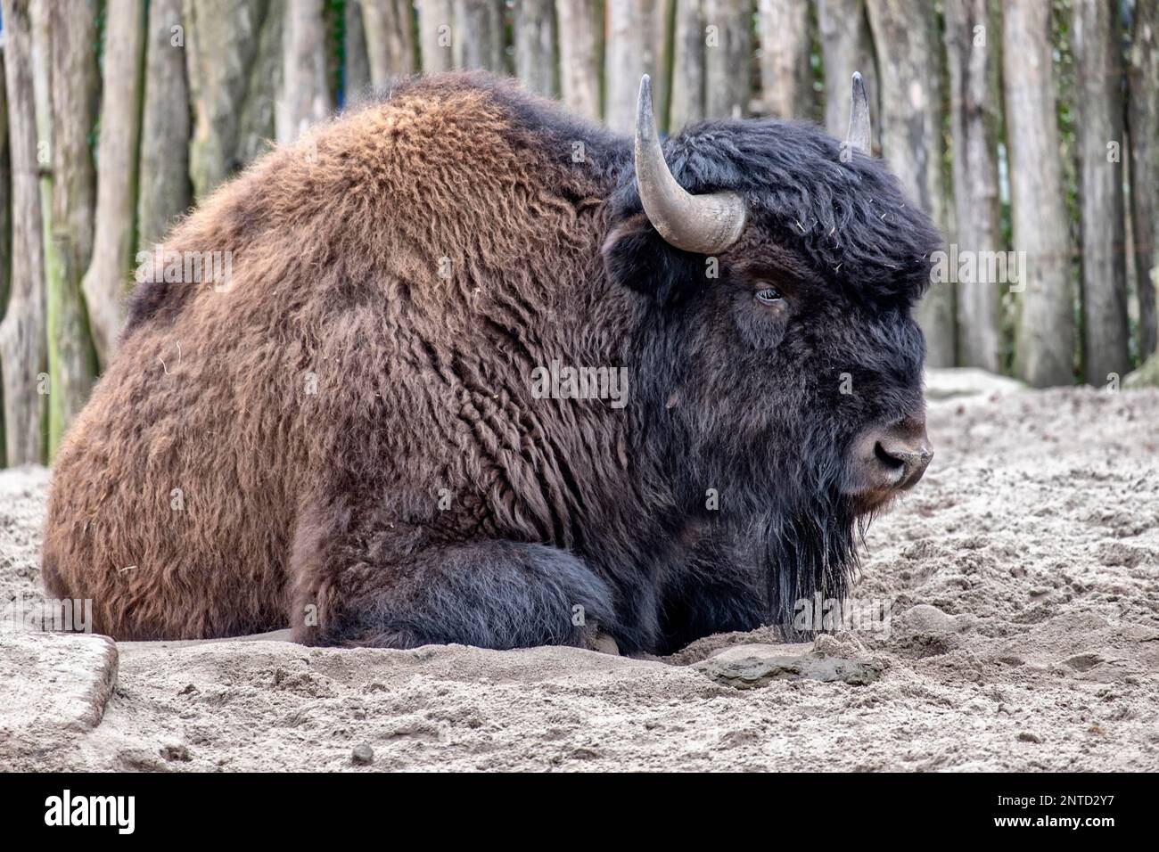 American rare animal hi-res stock photography and images - Alamy