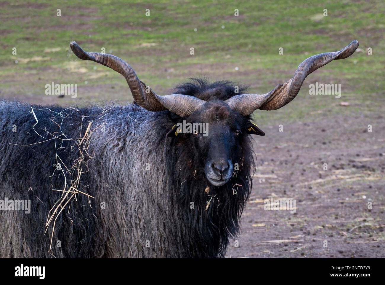 Zackel sheep (Ovis aries strepsiceros Hungaricus Stock Photo - Alamy