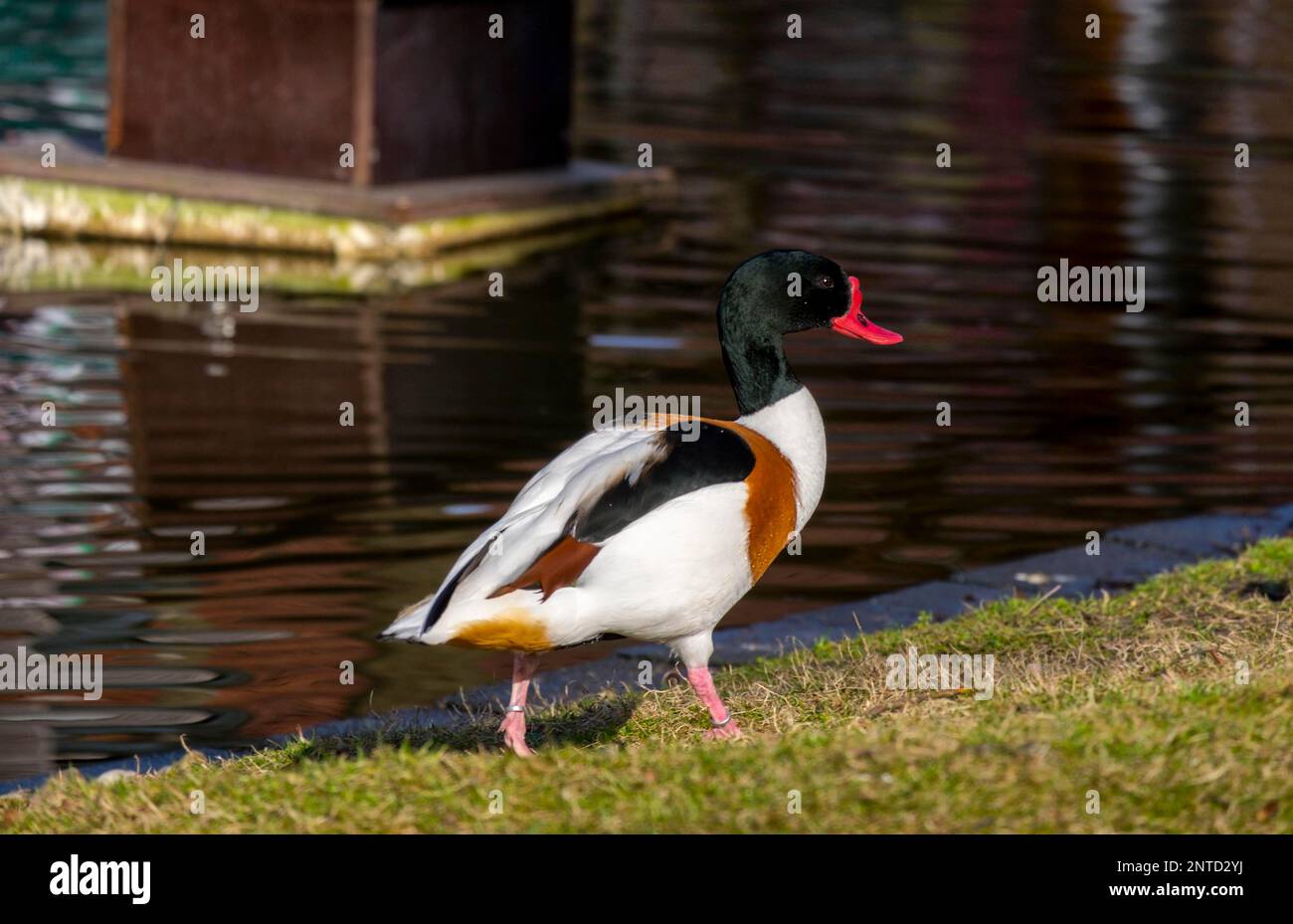 Shelduck water bird hi-res stock photography and images - Alamy