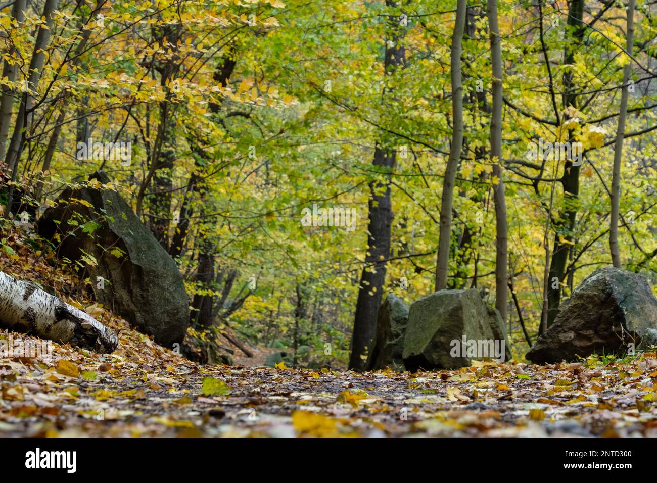 Hexenstieg trail hi-res stock photography and images - Alamy