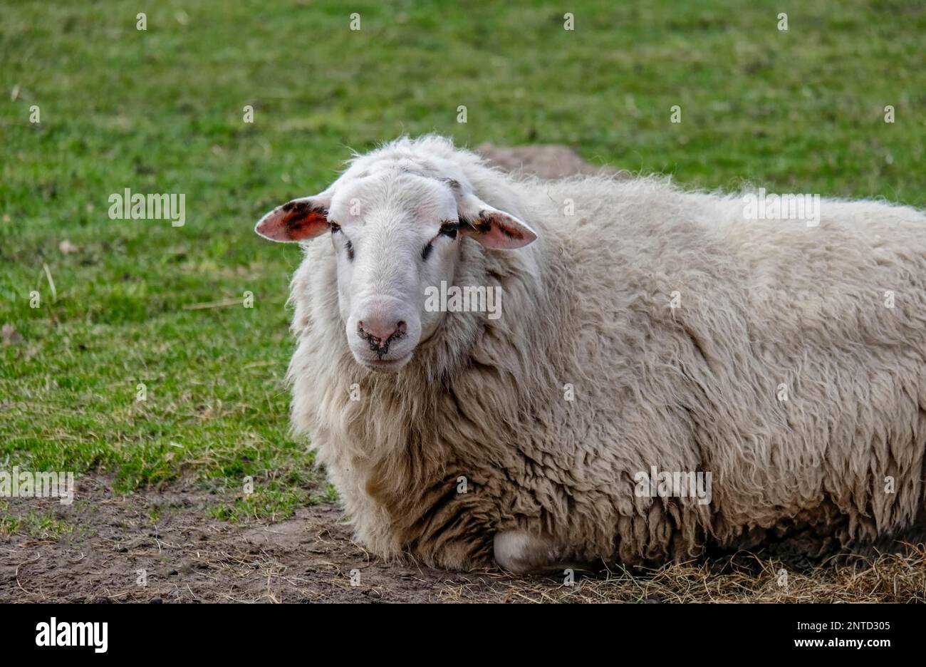 Wild sheep (Ovis Stock Photo - Alamy