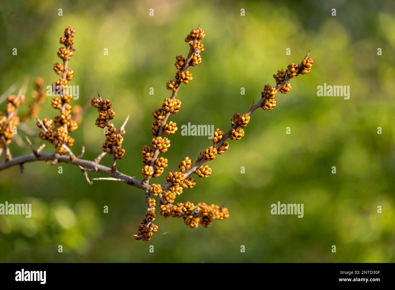 Common sea-buckthorn (Hippophae rhamnoides), flower buds Stock Photo - Alamy