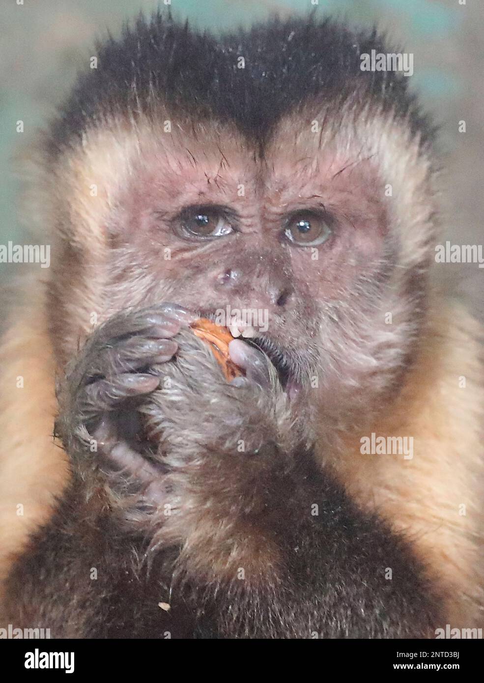 A tufted capuchin monkey eats a walnut at Japan Monkey Centre (JMC) in ...
