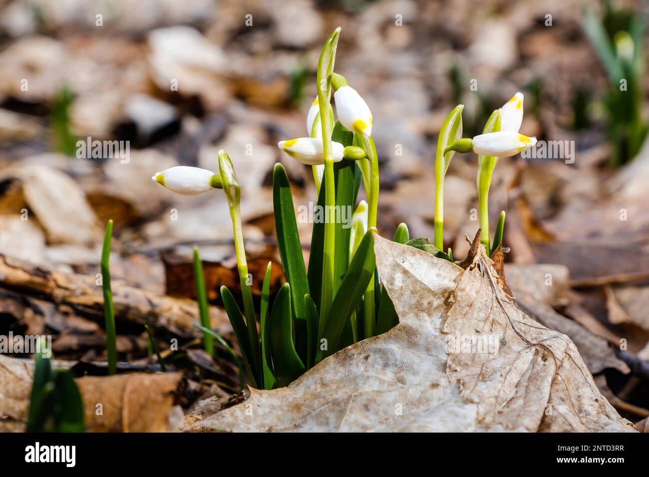 How to get early flowers hi-res stock photography and images - Alamy